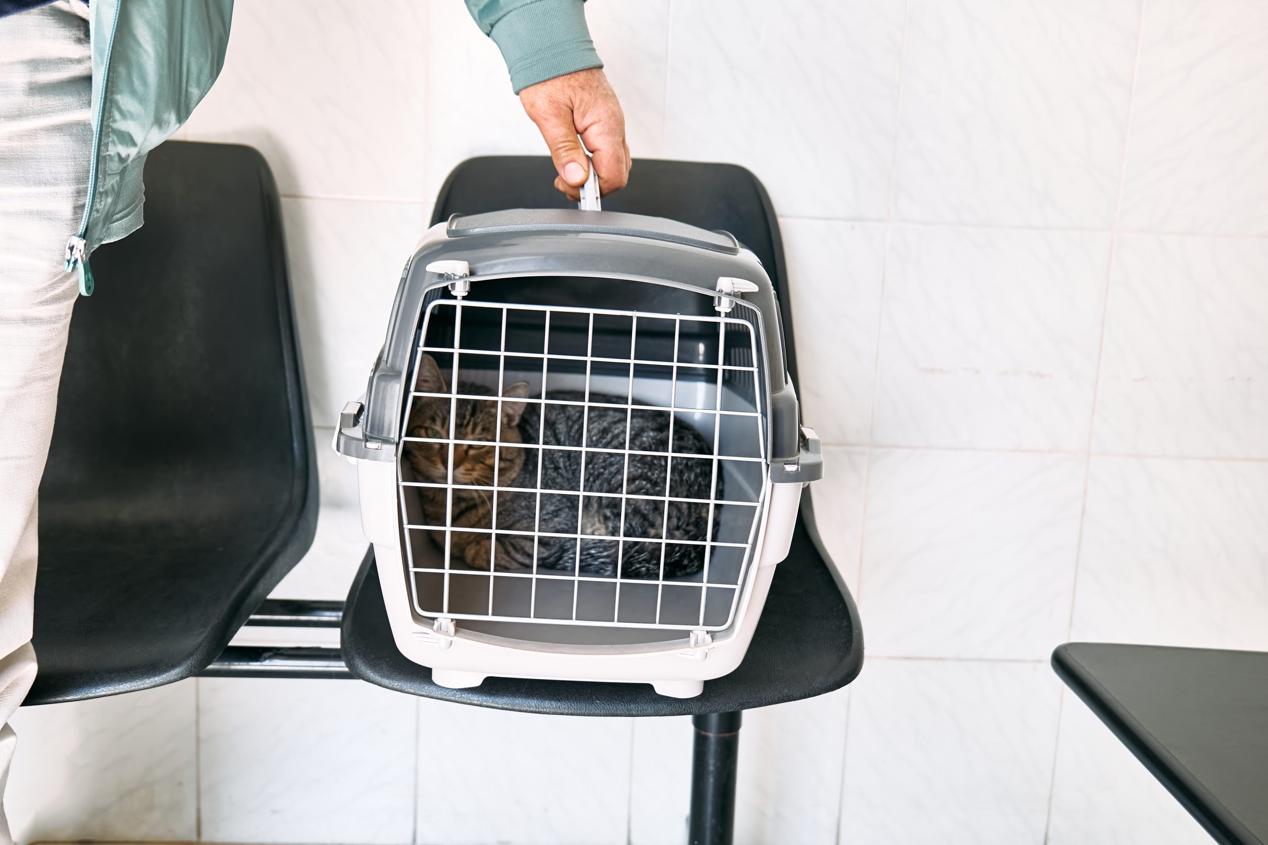 Pet Transport - Air Freight Global